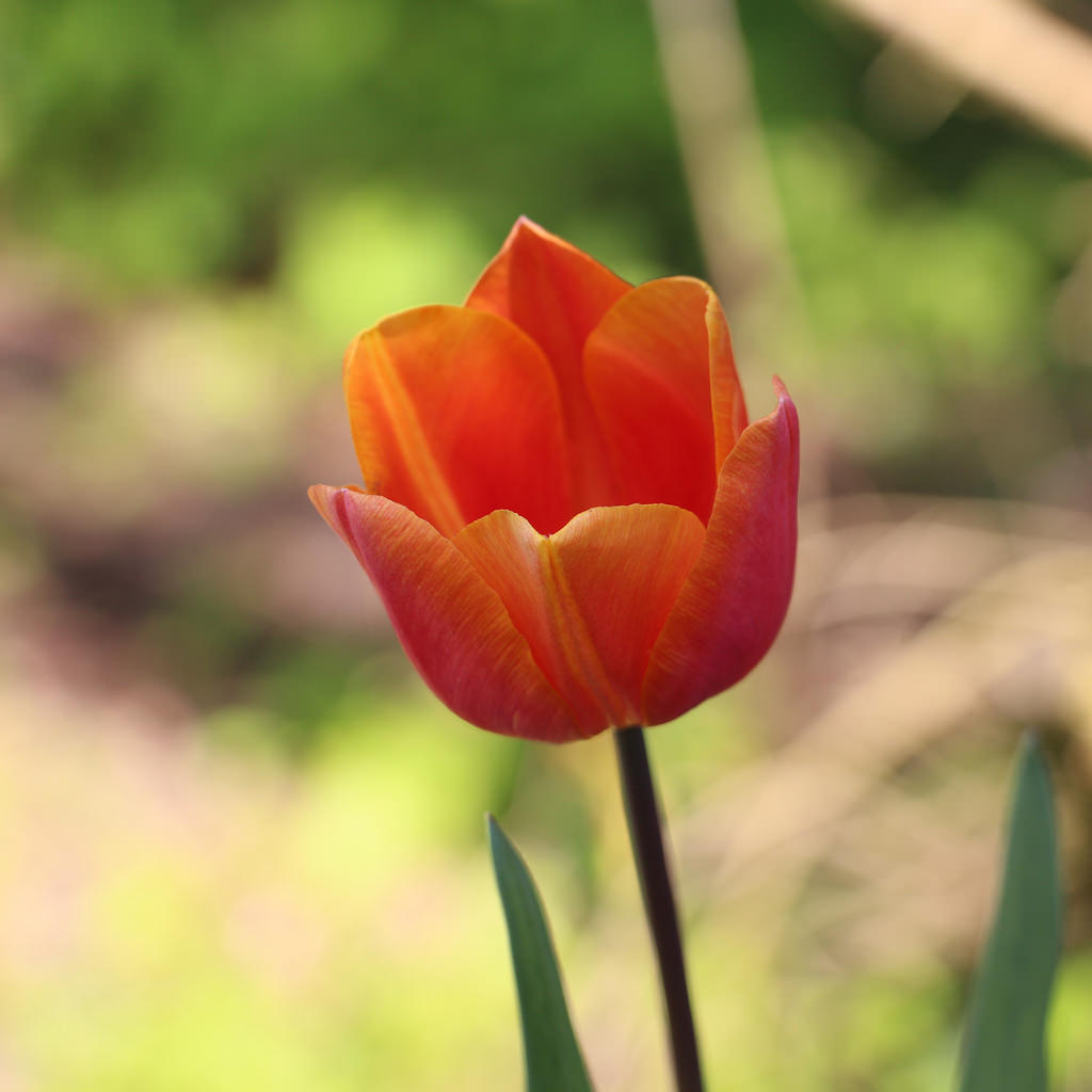 Bild: leil.de/di/pics/tulpe-apr-16.jpg - dasinternet.net